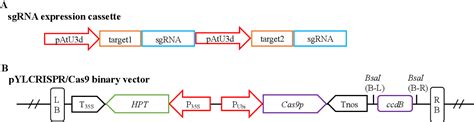 Figure 4 From An Efficient Agrobacterium Mediated Genetic Transformation System For Gene Editing