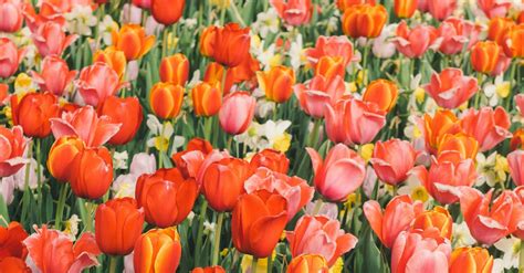 경치 계절 계절성 꽃 꽃 무늬 꽃꽂이 꽃무늬 꽃밭 꽃이 피는 꽃잎 노란색 액센트 녹색 다채로운 봄 봄 꽃 봄의 색 분홍색 빨간 빨간 튤립