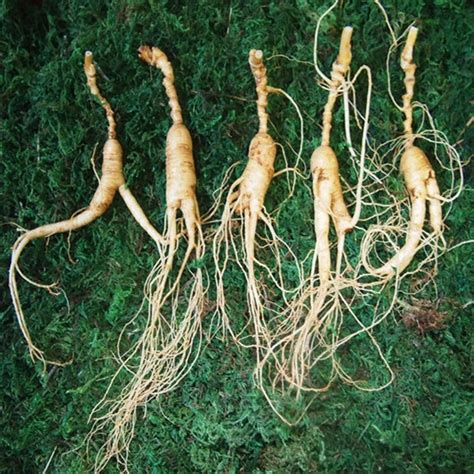 산양삼과 장뇌삼의 차이점 완벽 분석 당신에게 맞는 건강 보약은