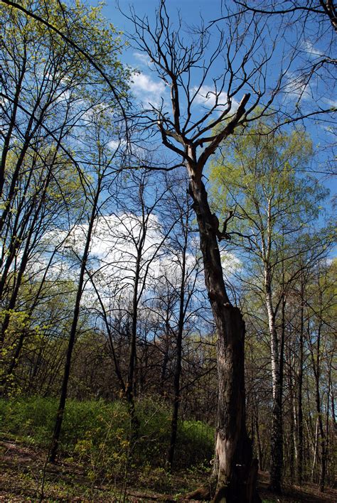 картинки пейзаж дерево природа лес пустыня филиал Солнечный лучик лист цветок Осень