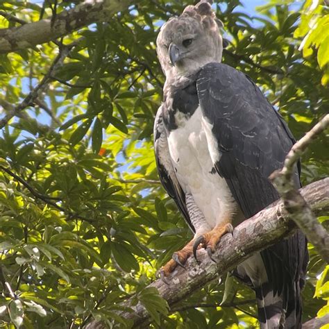 Frank Halbert Youtube