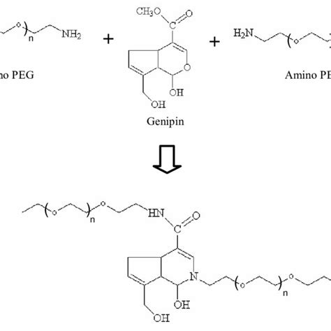 The Reaction Scheme Of Amino Peg Genipin Hydrogel Download