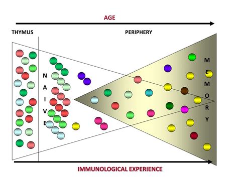 Ppt T Cell Memory Central Effector Powerpoint Presentation Free