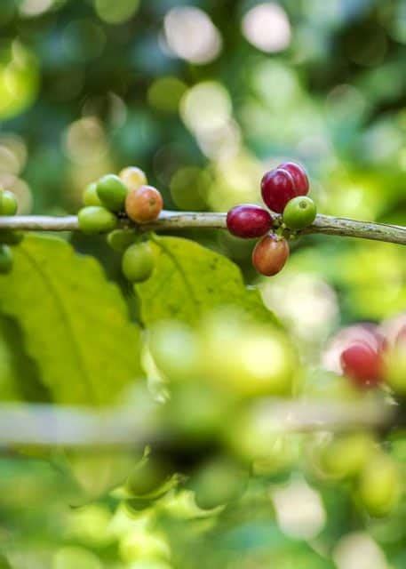 Quick History Of Java Coffee Why Is Coffee Called Java Enjoyjava