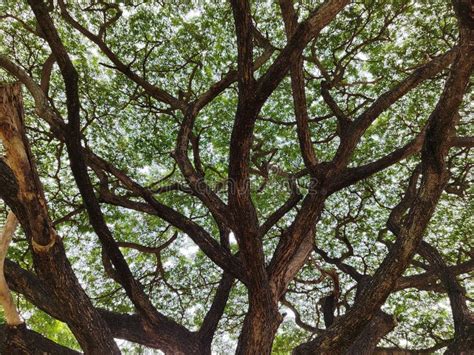 Tree Branch Structure When Viewed From Below Stock Image Image Of