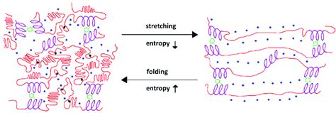 Simplified Model Of Hydrated Crosslinked Elastin Helical Hydrophilic