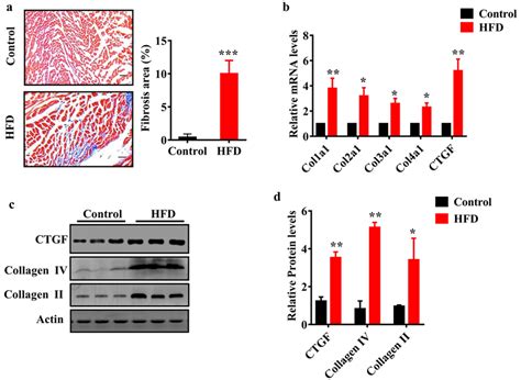 Cardiac Fibrosis And Expression Of Fibrotic Markers In The Heart Of Download Scientific Diagram