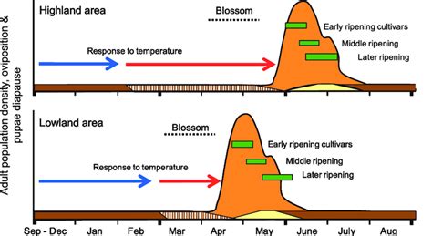 Schematic Representation Of The Phenological Patterns Of Coastal And