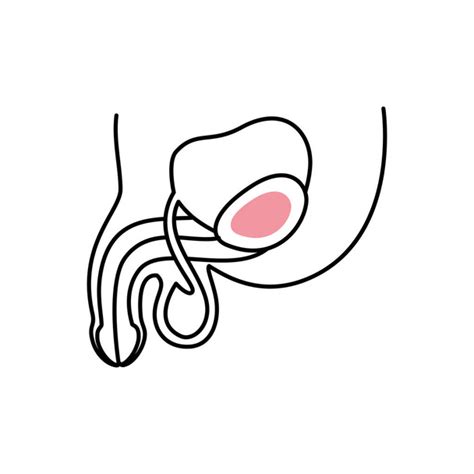 Male Reproductive System Free Stock Vectors