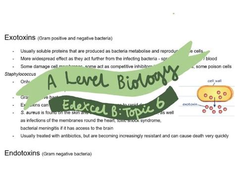 A Edexcel A Level Biology B Topic 6 Microbiology And Pathogens Revision Notes Teaching