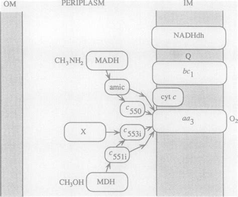 Schematic Representation Of The Electron Flow Between Download Scientific Diagram