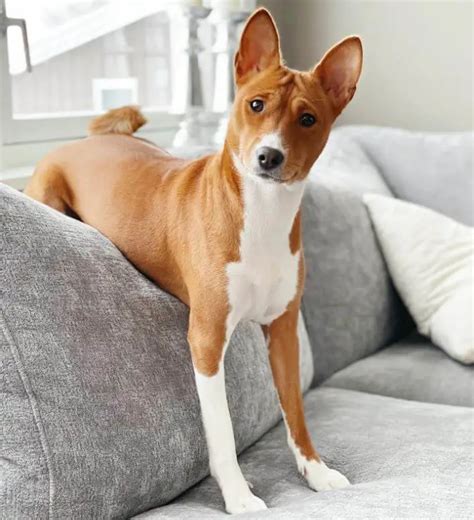 10 Fun Facts About Basenjis