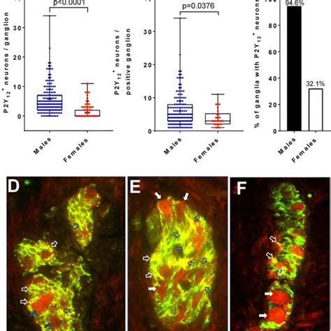 Sex Dependent Differences Of P2y12—receptor Expression In Myenteric Download Scientific Diagram