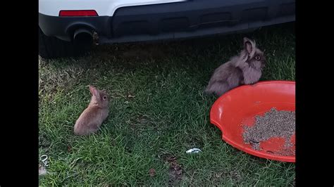 Rabbits Youtube Rabbits Youtube