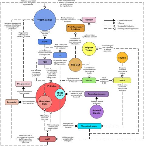 Elevated Dhea And Prolactin At Carisa Macaulay Blog