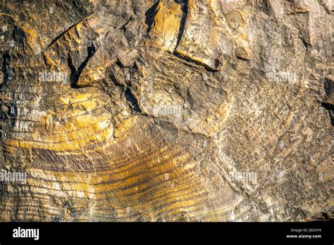 Fossilised Tree Hi Res Stock Photography And Images Alamy
