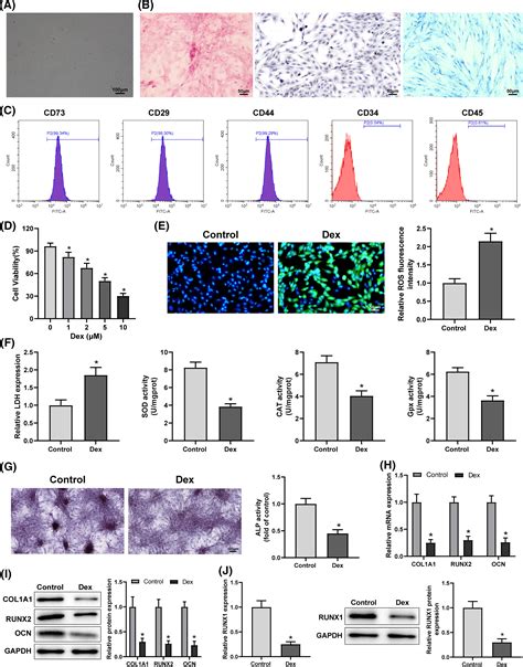 Biocell Free Full Text Overexpression Of Runx1 Mitigates