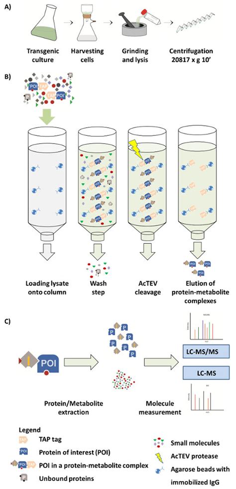Scheme Of Ap Ms Workflow A Preparation Of A Native Soluble Fraction