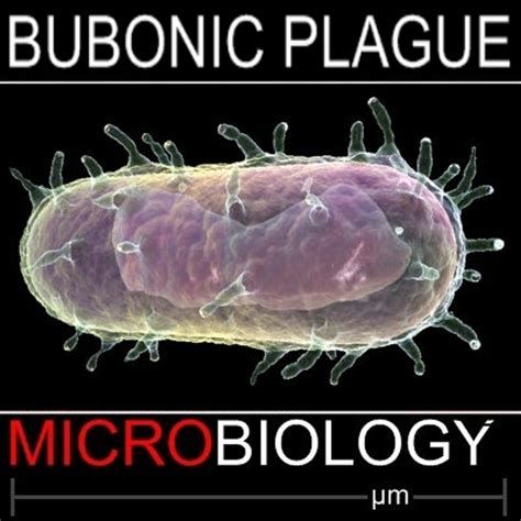 Bubonic Plague Bacteria