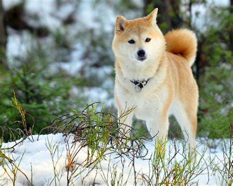Акита Ину Akita Inu легендарная порода собак родом из Японии Описание отзывы питомники