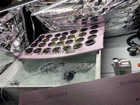 First Time Doing Hydroponics R Hydroponics