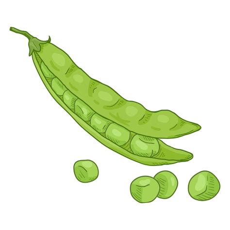 Premium Vector Vector Cartoon Green Peas Pod
