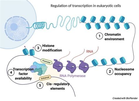 Gene Regulation Summary At George Amies Blog