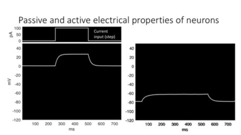 Synaptic Integration And Synaptic Plasticity 51 Active And Passive