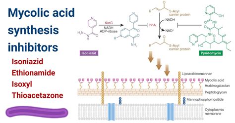 Mycolic Acid Biosynthesis Inhibitors Definition Examples Inhibition Resistance