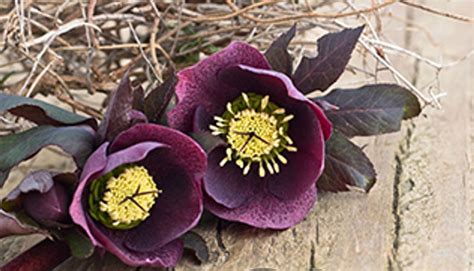 Robert Maynard Obituary May 14 2018 Morris Funeral Home