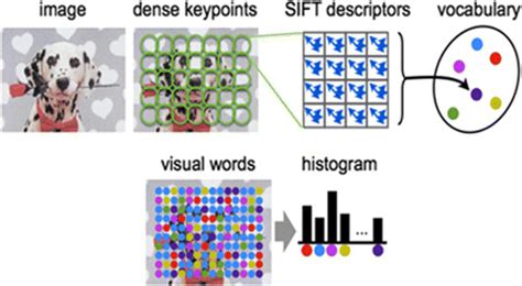 dense sift feature descriptor extraction [40] download scientific diagram