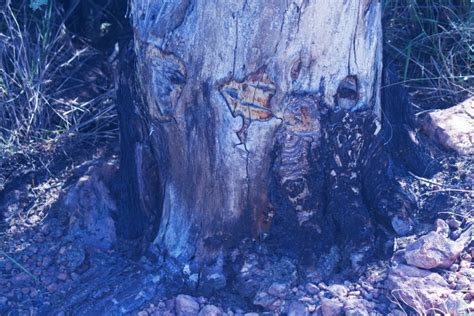 Textures Patterns On Bark Of Tree Free Stock Photo Public Domain Pictures