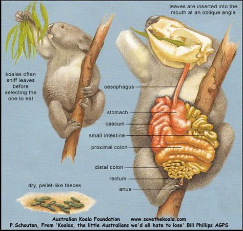 Koala Brain — Comparative Brain Anatomy 60 Off