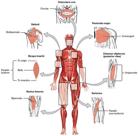 Muscular System Types Diagram Functions Structure Rxharun