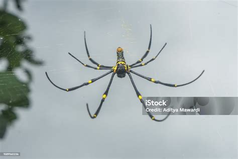 Spider Nephila Pilipes Golden Orbweb Spider On Netting Web Closeup