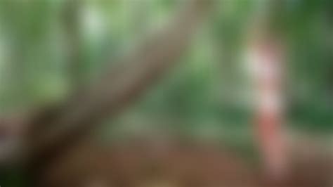 Tree Tied Stripped Abandoned HD Bound Honeys Exclusive Clips Sale