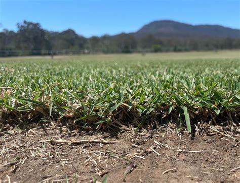 Empire Zoysia Grass The Ultimate Low Maintenance Drought Resistant