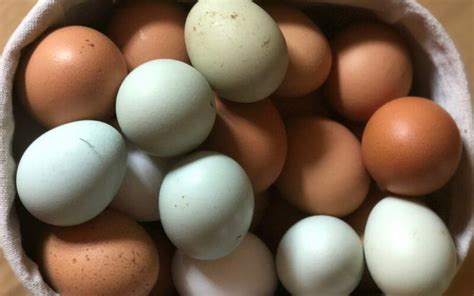 Egg Pasteurization Made With Love