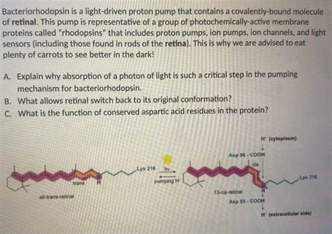 Solved Bacteriorhodopsin Is A Light Driven Proton Pump That