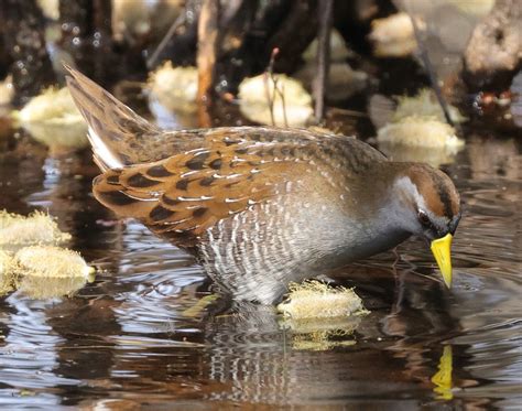Ebird Checklist 28 Apr 2024 Daniel Webster Wildlife Sanctuary Mass