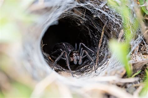 Australian Funnel Web Spider