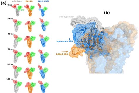 Molecular View Of The Protein Structures A Snapshots Of The Download Scientific Diagram