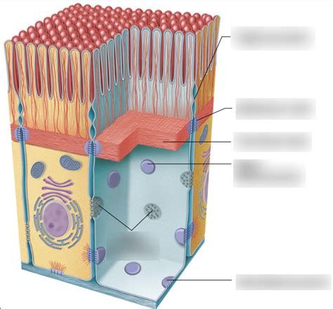 Intercellular Connections Diagram Quizlet
