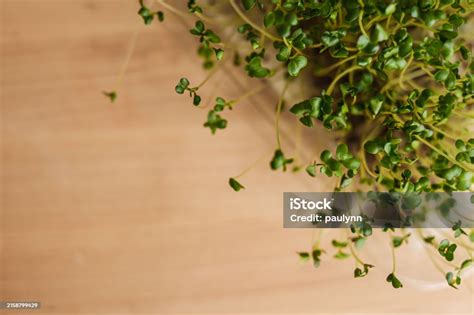 초록색의 잎이 무성한 새싹이 나무 표면의 투명한 용기에 담겨 있는 모습 0명에 대한 스톡 사진 및 기타 이미지 Istock