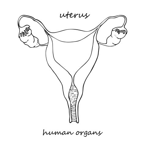 Premium Vector Uterus Realistic Handdrawn Icon Of Human Internal