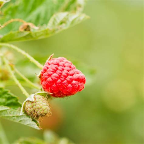 Double Gold Raspberry Plant For Sale 12 18 Bare Root Plant