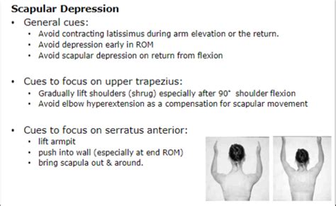 7 Scapular Depression With Insufficient Flashcards Quizlet