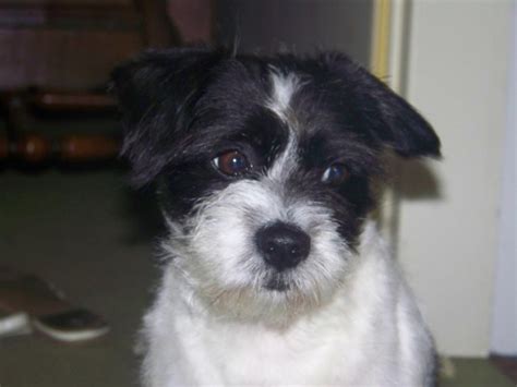 Chien et humain de sexe opposé