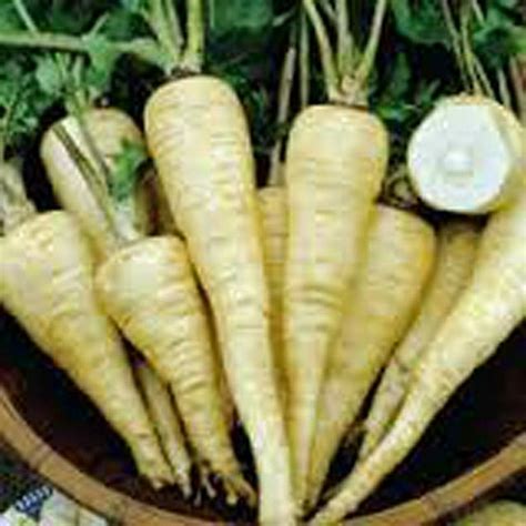 Parsnip All American Parsnip Seeds Heirloom Non Gmo 200 Seeds Parsnip Seeds For Growing Parsnip All American Parsnip Seeds Heirloom Non Gmo 200 Seeds Parsnip Seeds For Growing