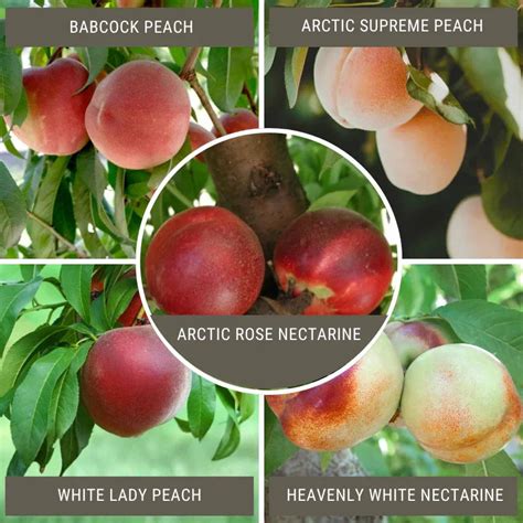 Nectarine Season Timing Harvest And Growing Tips Grow Organic